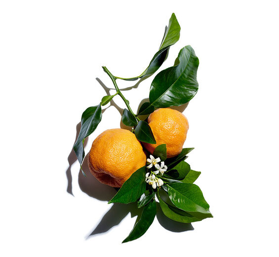 Bitter Orange Tree | CLARINS®
