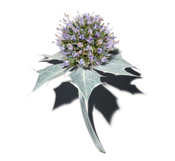 Sea holly | CLARINS®