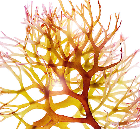 Irish Moss | CLARINS®