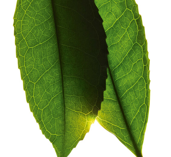 Matcha tea | CLARINS®