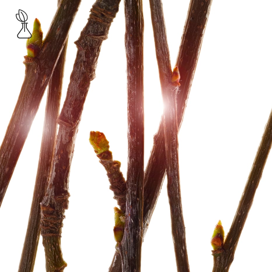 Herbarium | CLARINS®