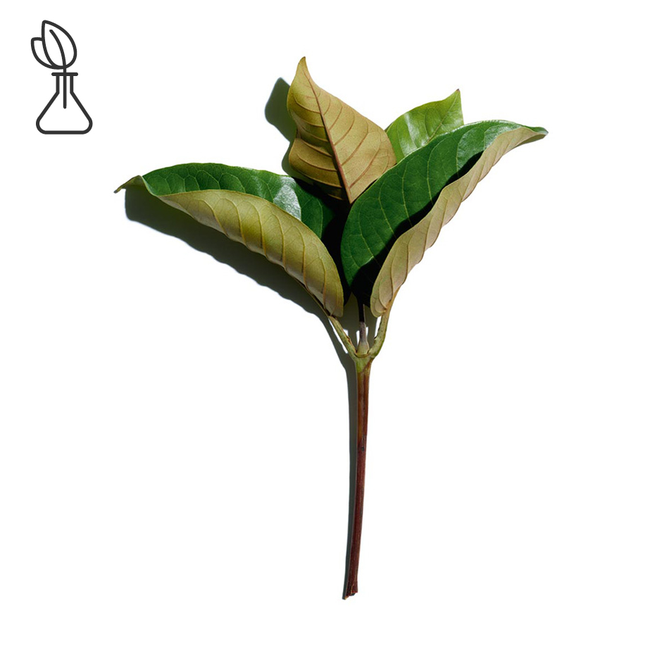 Herbarium | CLARINS®